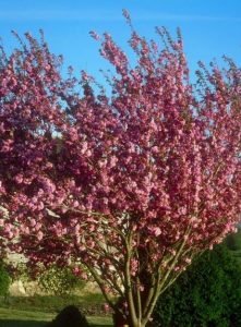 Arbres d’ornement, d’alignement, cépée | Ricol Paysage Pépinières